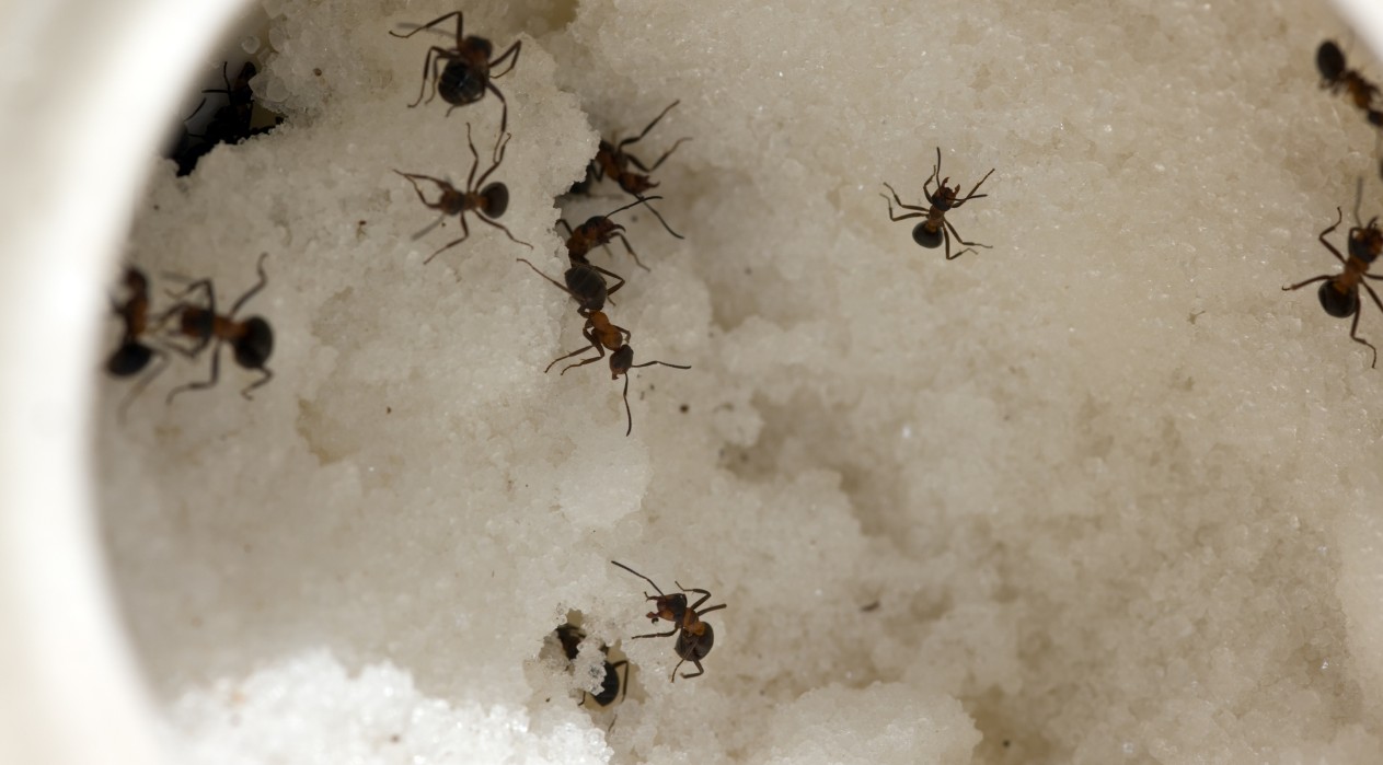 How to Get Rid of Sugar Ants - The Indoor Haven