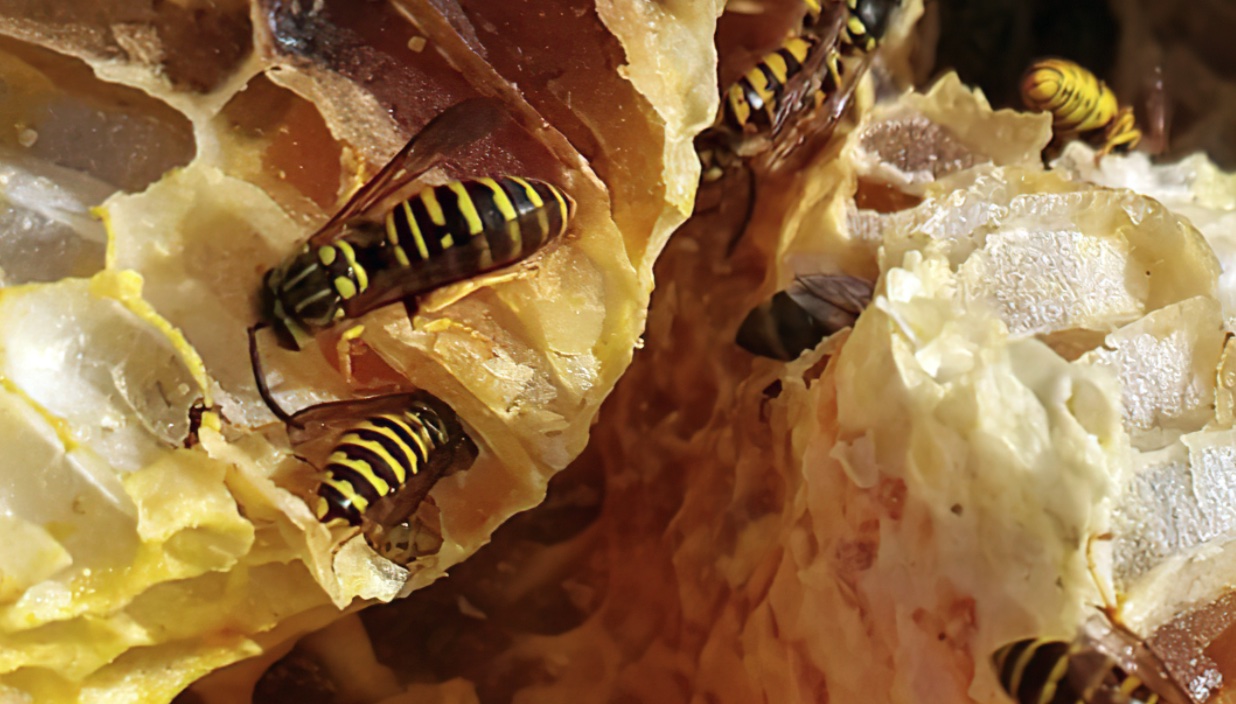 How to Get Rid of Yellowjacket Bees in the Ground - The Indoor Haven